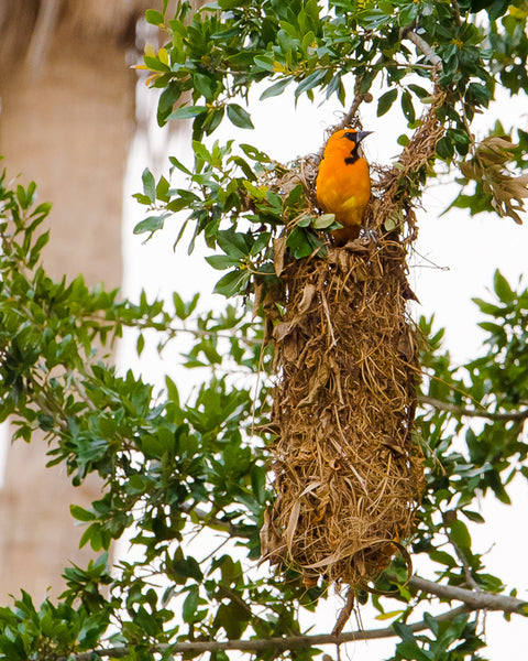 Altamira Oriole female at hanging nest – Carol Blackard Photography
