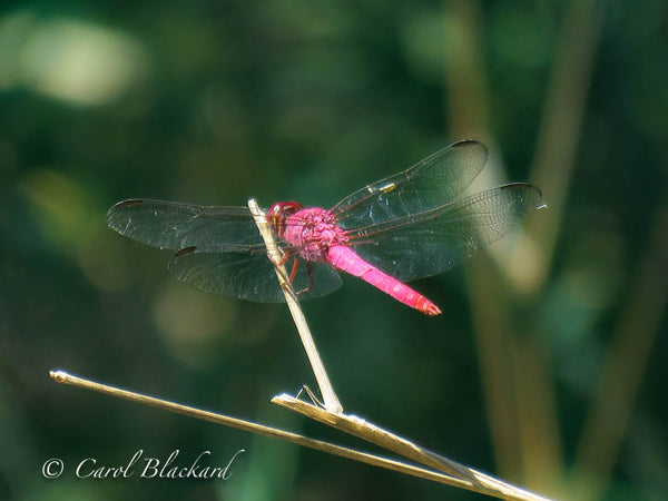 Hot Pink Dragonfly, my name, not his – Carol Blackard Photography